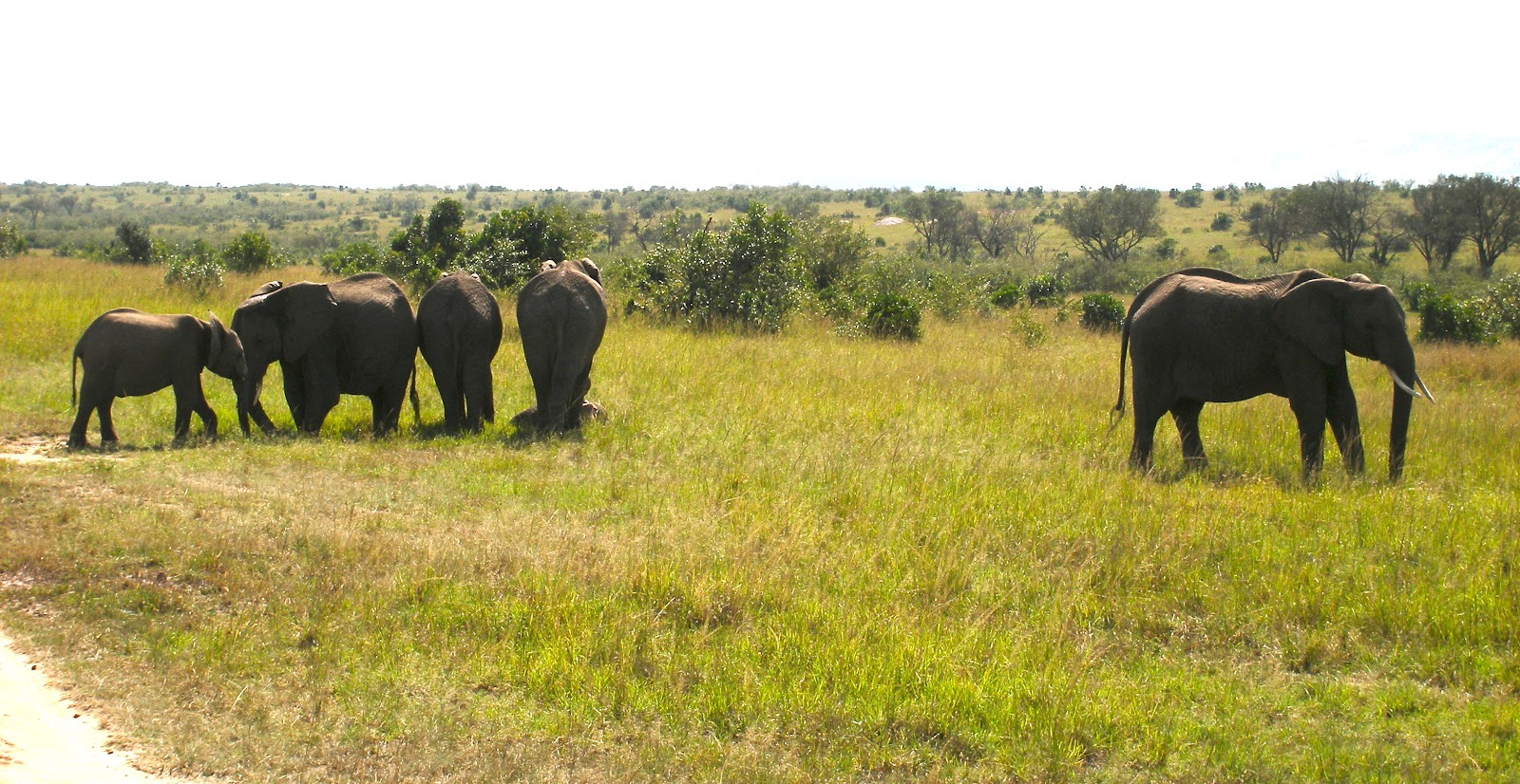 ANTHROPHYSIS: Predictors of crop-raiding behavior in African elephants