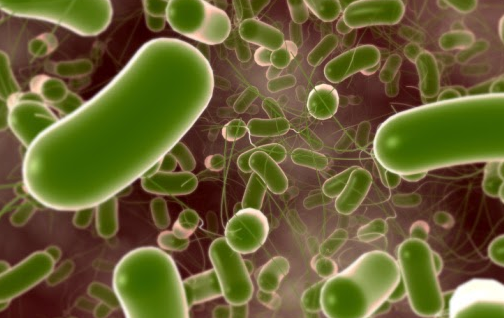 Mengenal Bakteri Salmonella Typhi Penyebab Tipes