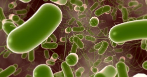 Mengenal Bakteri Salmonella Typhi Penyebab Tipes