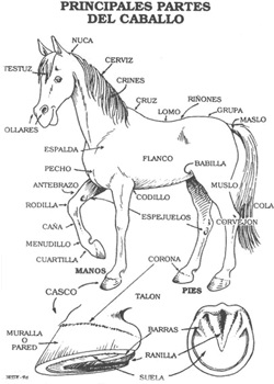 tu escuela hípica: LAS PRINCIPALES PARTES DEL CABALLO