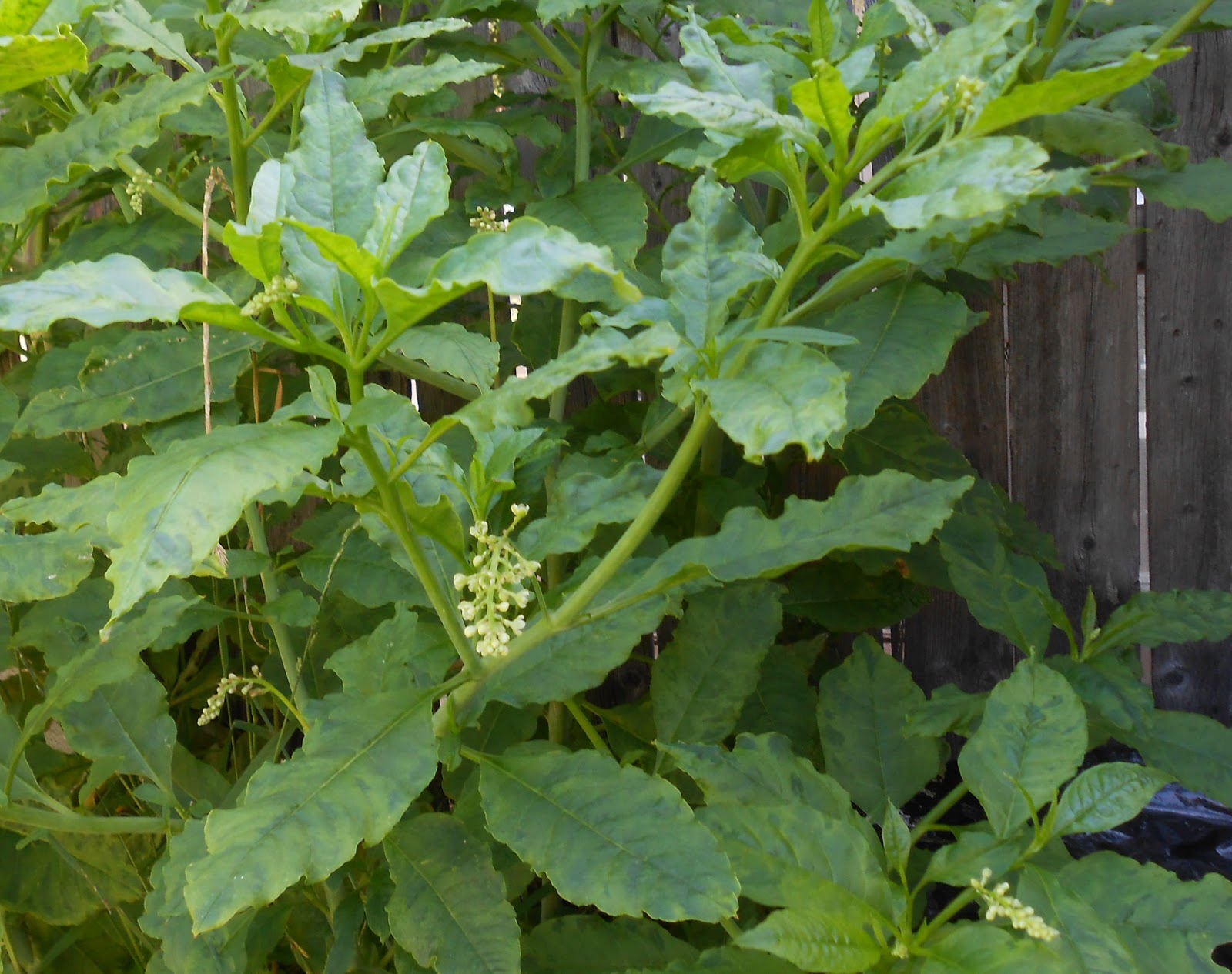 Texan Gardener and Traveler: Poke Sallet, Weed,Berry,Bush,Root