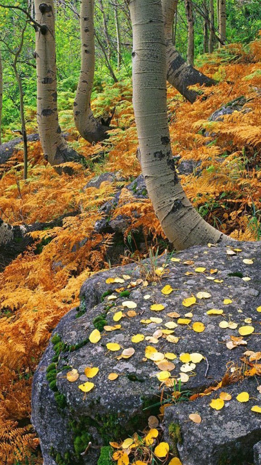 Fondo android pack 188