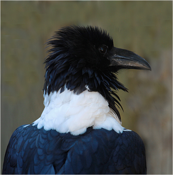 FOTO NATURA HUESCA 2: CUERVO BLANCO corvus albus Philipp Ludwig Statius ...