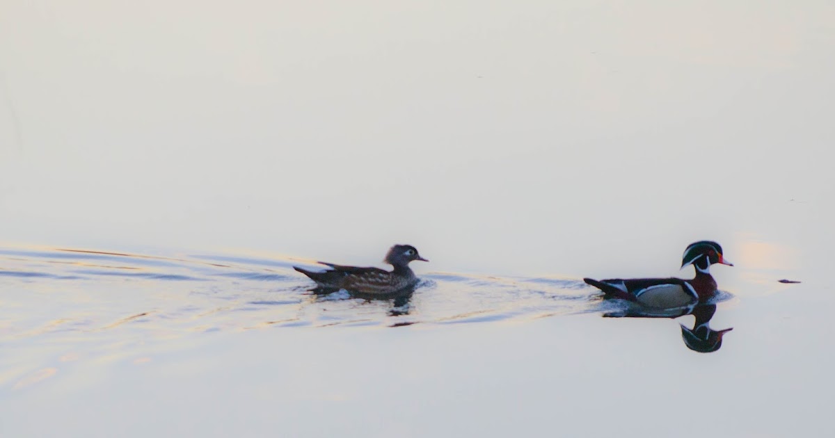Savoring Servant: Wood duck couple
