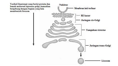 Fungsi Organel Aparatus Golgi