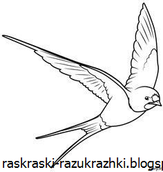 Ласточка Раскраска