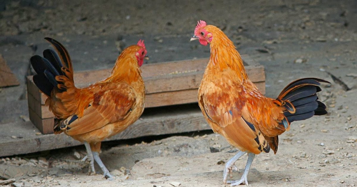 Ilmainen kuvapankki: Ilmaiset kuvat kuvapankista