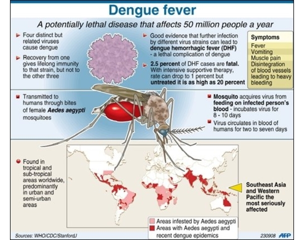 World Latest Routine News: Dengue: Symptoms, Causes and Treatment
