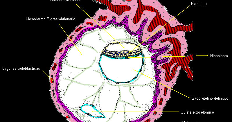 Embriomed: "Formación de las capas germinales".