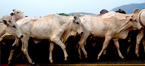 Metalli Milano: sette anni di vacche magre