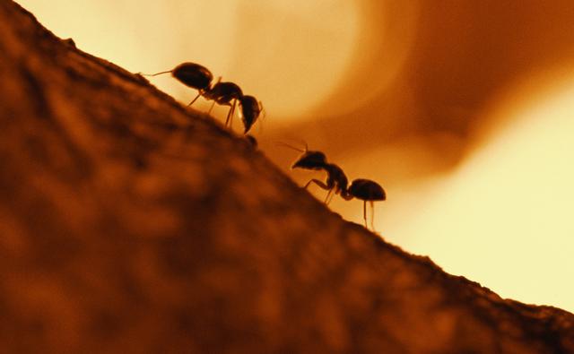 Animal Planet: Ants Facts