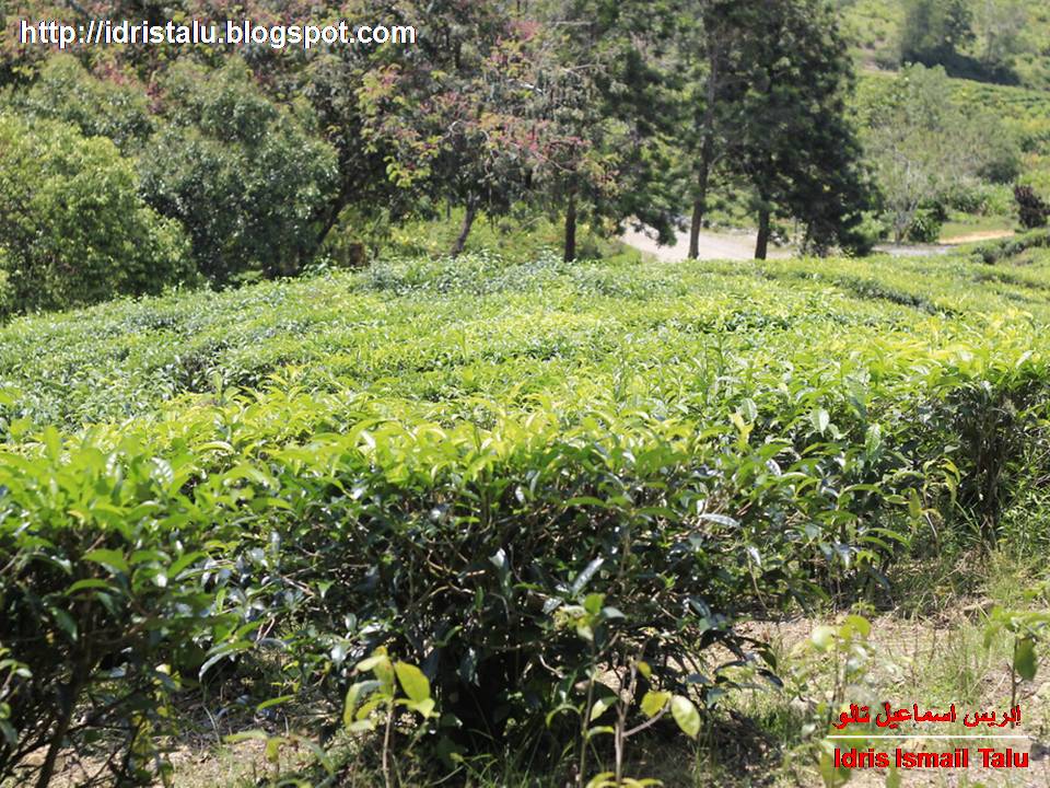 IdrisTalu: Ladang Teh Sabah