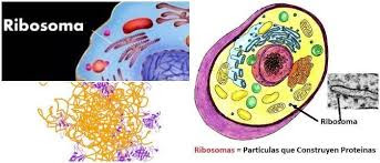 Histoembriología : Ribosomas