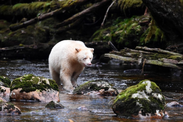 White Wolf : Rare spotting of white spirit bear caught on camera