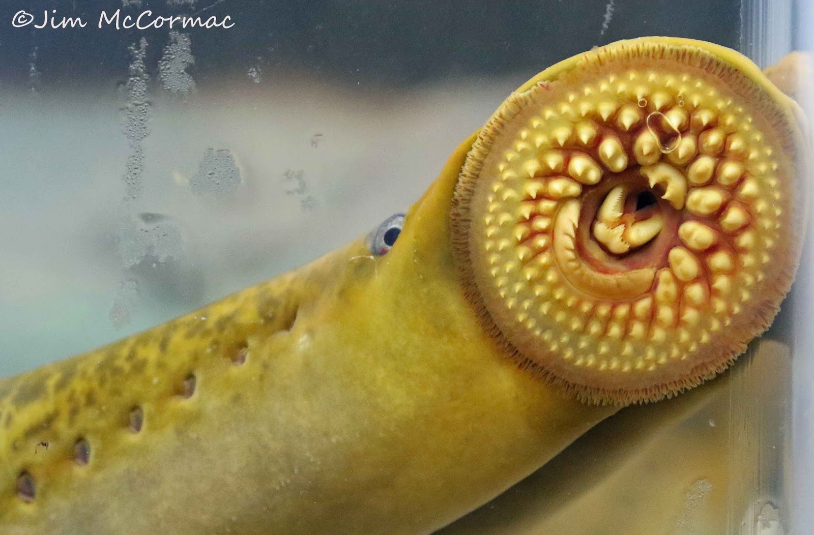 Ohio Birds and Biodiversity: Northern Michigan!