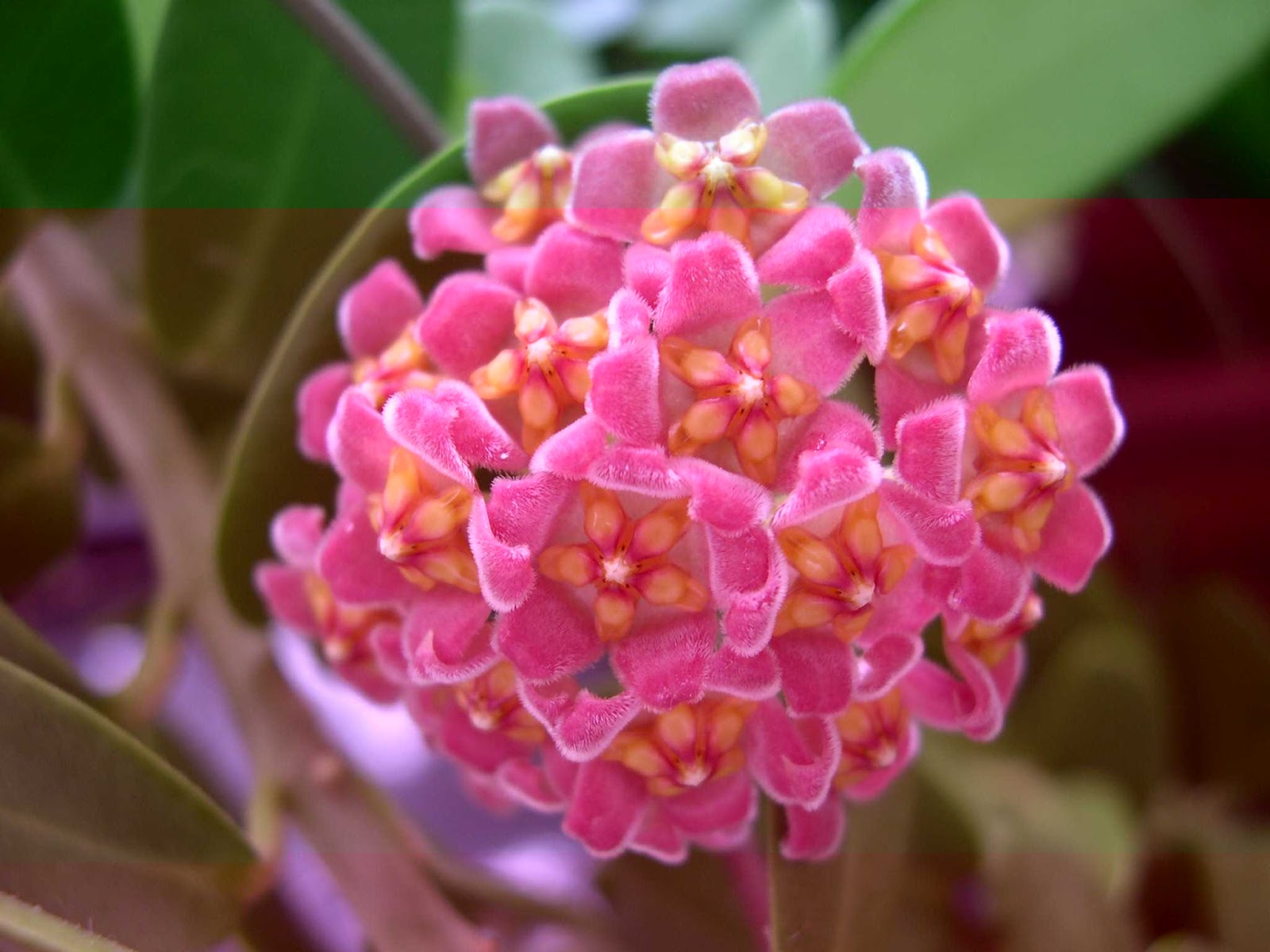 Welcome to Cerita Suram!!: Mengenal Bunga Hoya