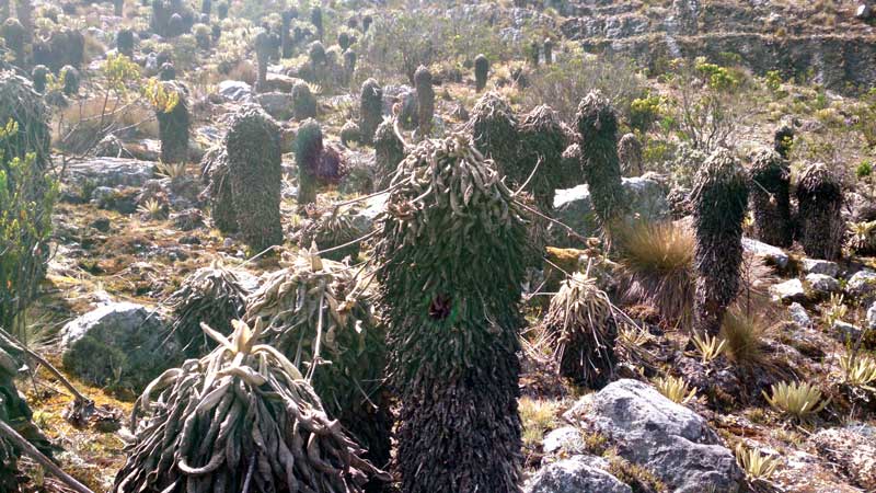 PARAMO DE SANTURBAN EN PELIGRO #FUERAMINESA - COLOMBIA: febrero 2018