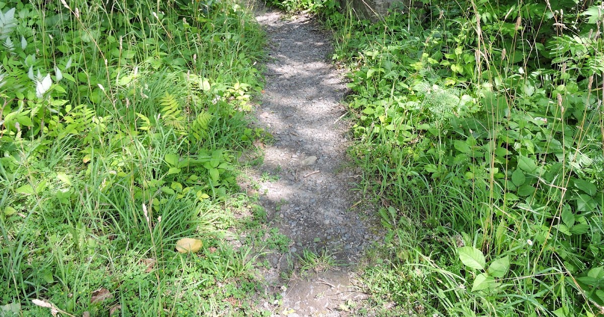 Reconnaître l'herbe à puce