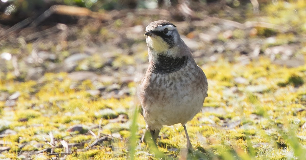 The Deskbound Birder: 'North American' Horned Lark - Staines Reservoir