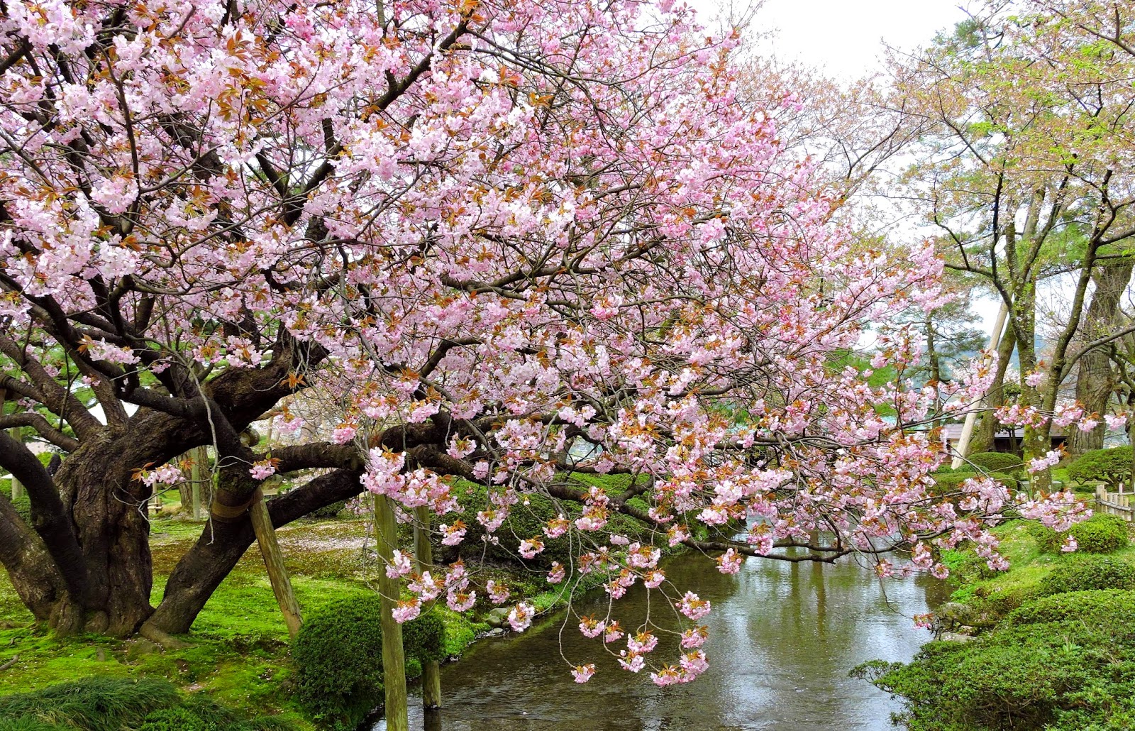 eGlobal Education: Kanazawa's famous Kenrokuen Garden in spring