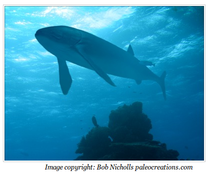 Geology in the West Country: Jurassic giant fish could grow more than ...