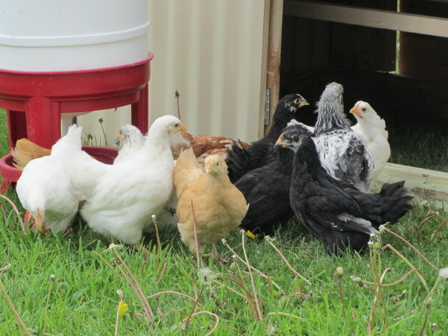 The Bendickson Family: Chicken RV