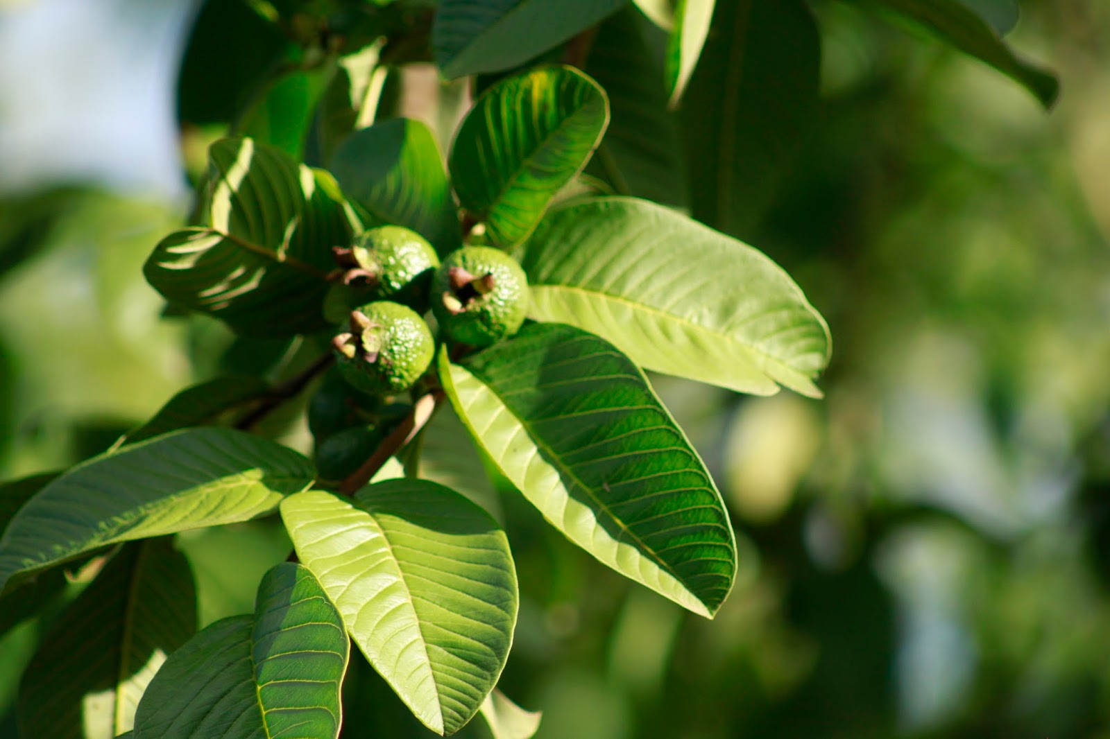 Psidium guajava - Flora do Turvo