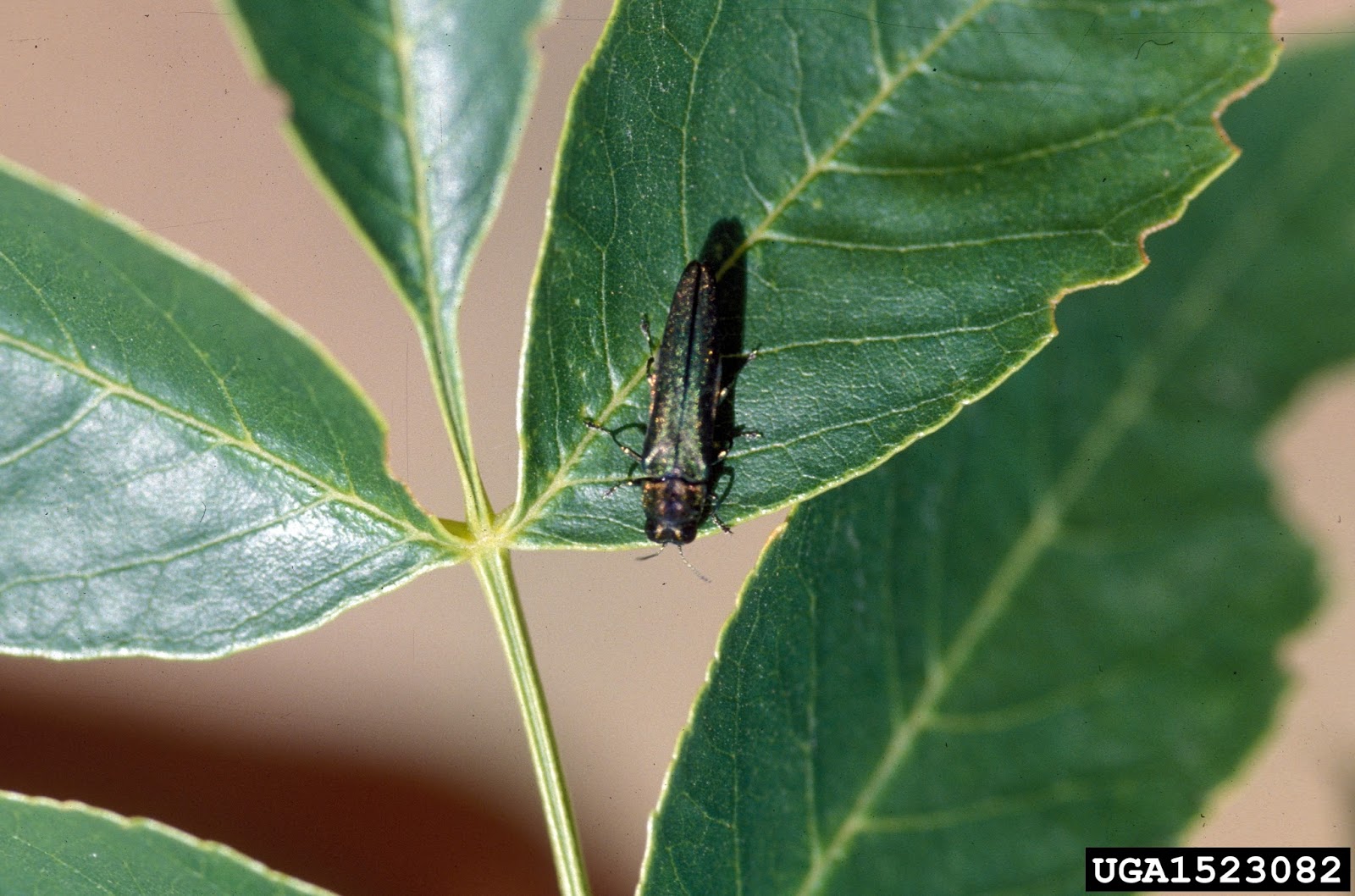 Center for Invasive Species and Ecosystem Health: Emerald Ash Borer ...