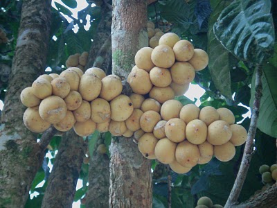Fruit Warehouse: Langsat ( Lansium domesticum )