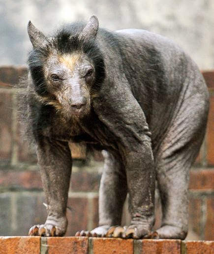 Do you recognize these Animals without Hair?