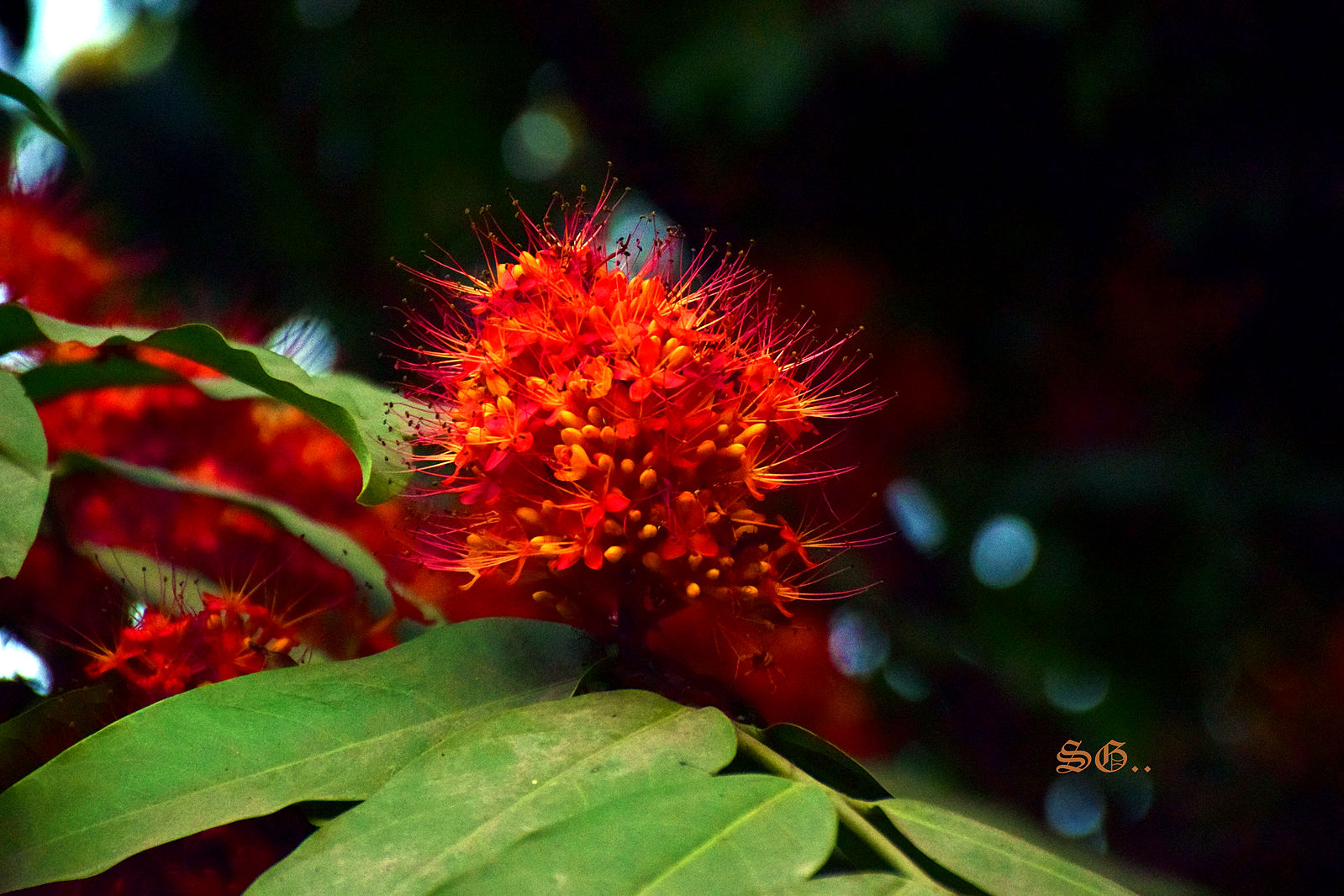 Urban India - thoughts on.: The Seeta Ashok, a native tree of India