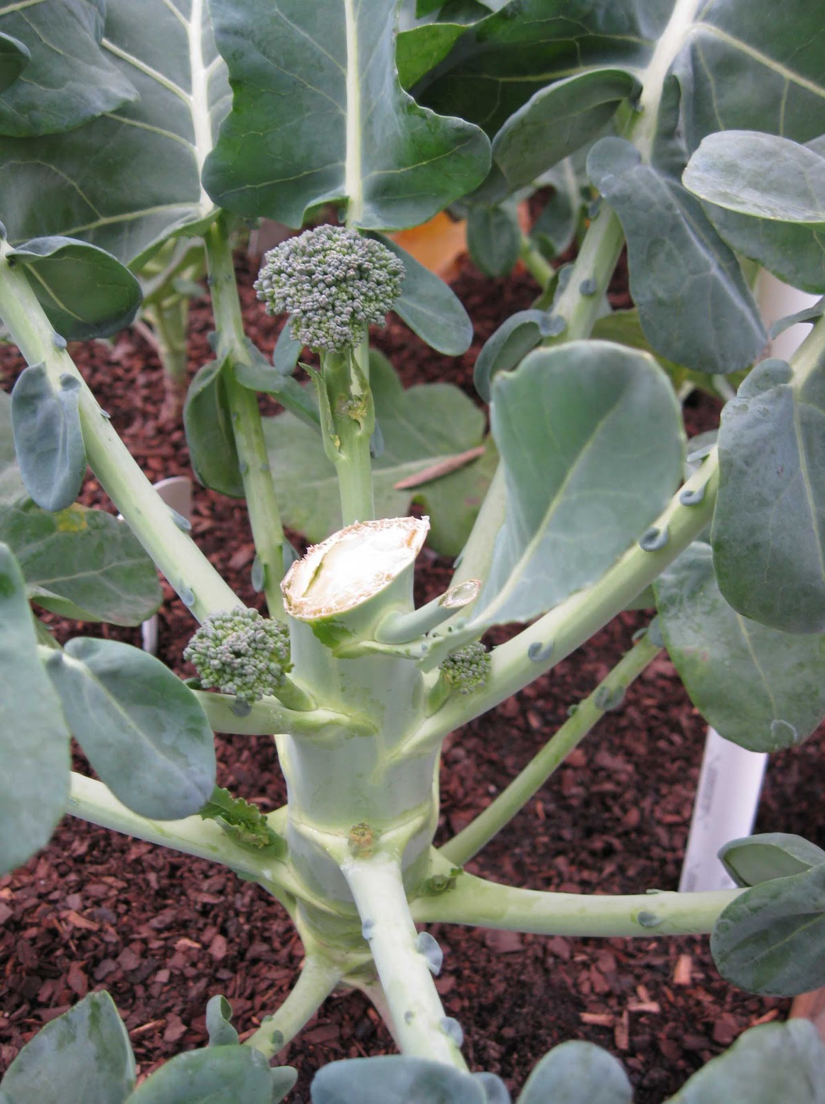 Green Meadows Community Garden: Broccoli - ready for eating, ready to bolt