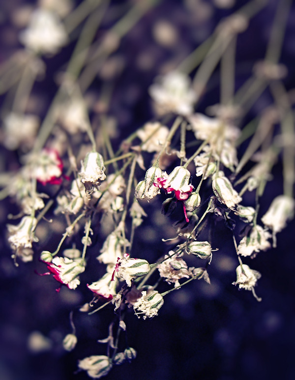 DED: Unhealthy Flowers