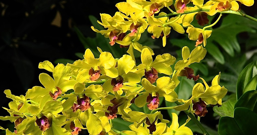 35+ Hias Bunga Orkid, Inspirasi Terbaru Untuk Anda