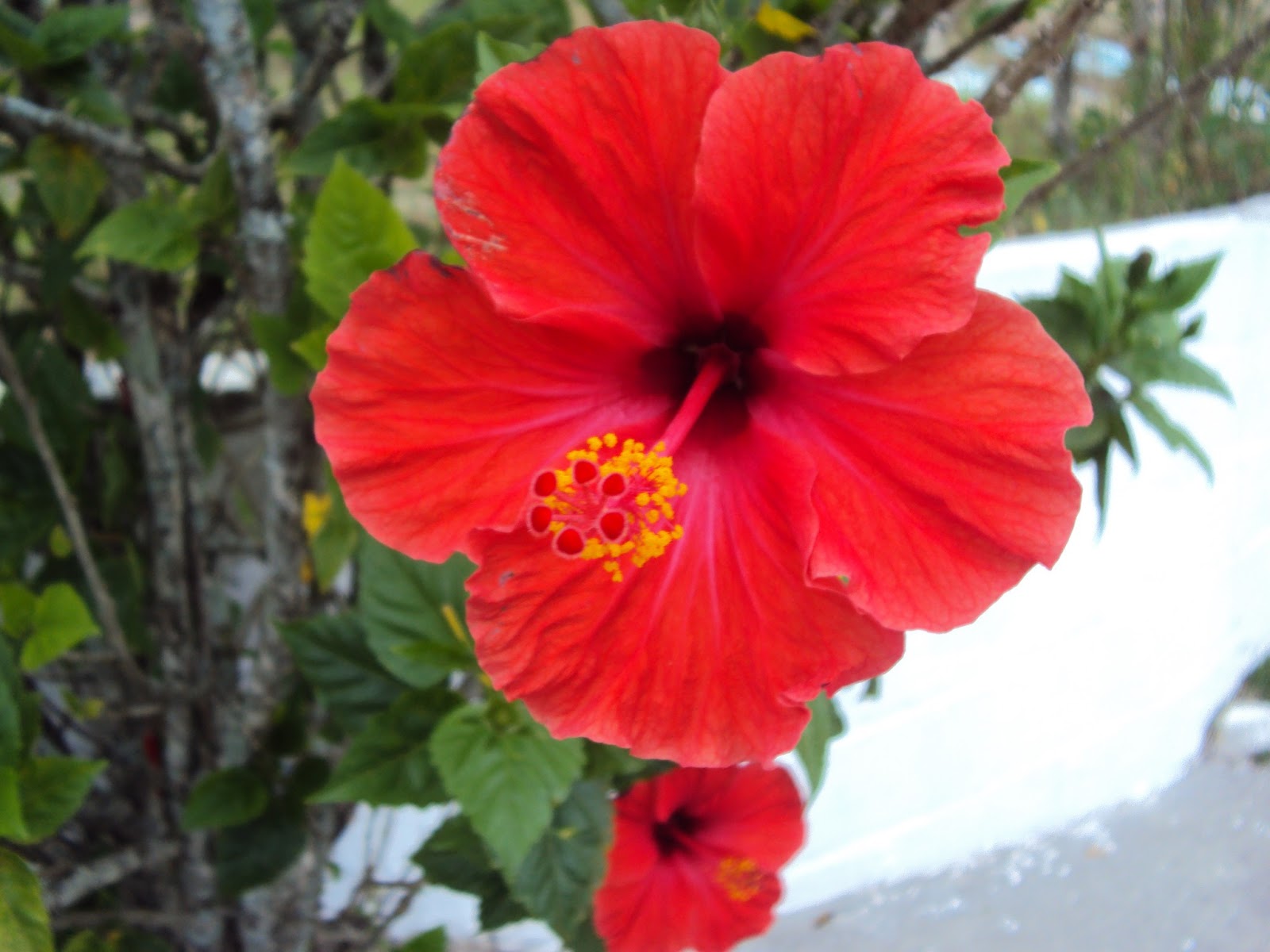 Olhar Simplesmente: A beleza delicada e suave da Flor de Hibisco.