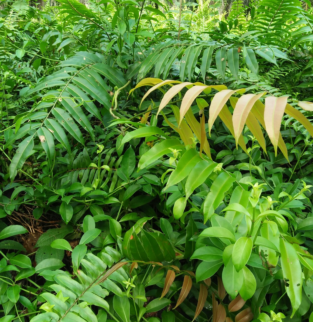 Jenis dan Pengelolaan Gulma di Perkebunan Kelapa Sawit