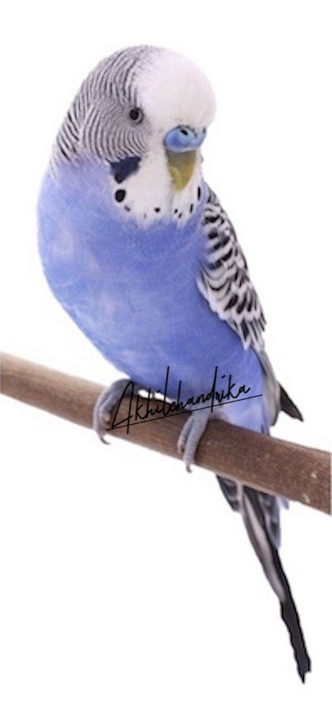 The Genetics of Budgies: