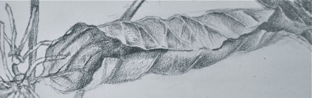 ephemeralartery: Witch Hazel Branch Drawing