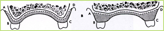 Dentistry and Medicine: Concept of Neutral Zone