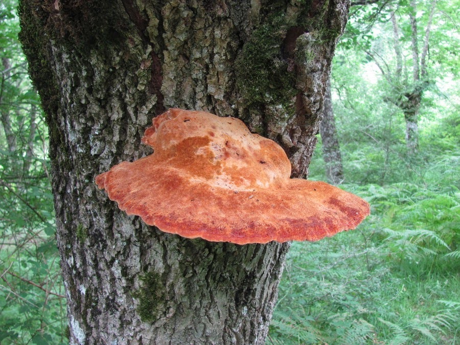 El mundo microscópico de los hongos: Basidiomicetos