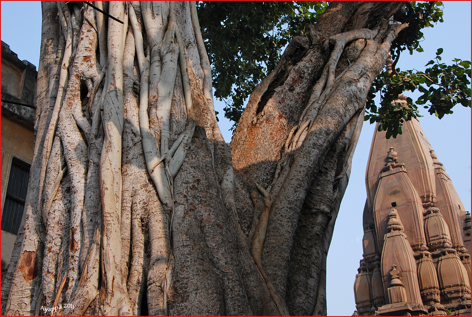 Alberi e dintorni: Alberi Sacri dell'India: il Banyan, Albero dei Desideri