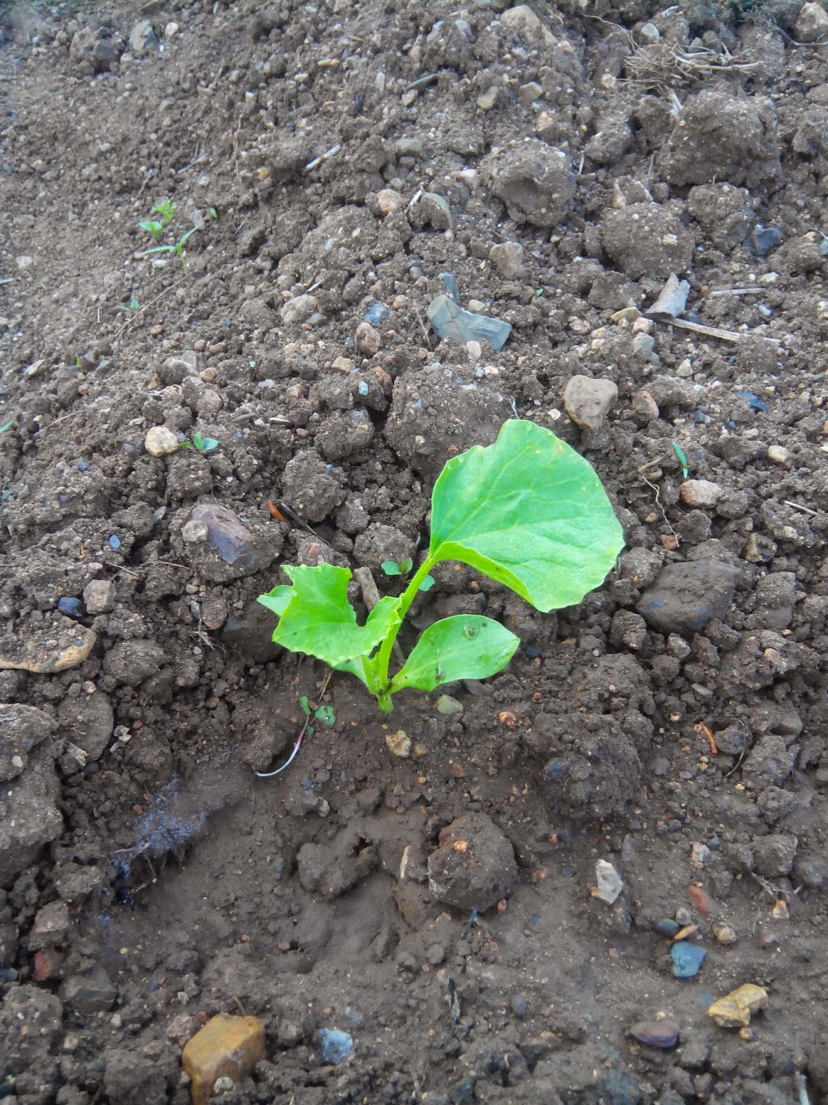 Cultivo del melón II