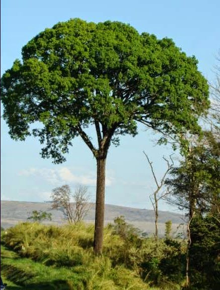 Jequitibá-rosa - JungleKey.pt Imagem