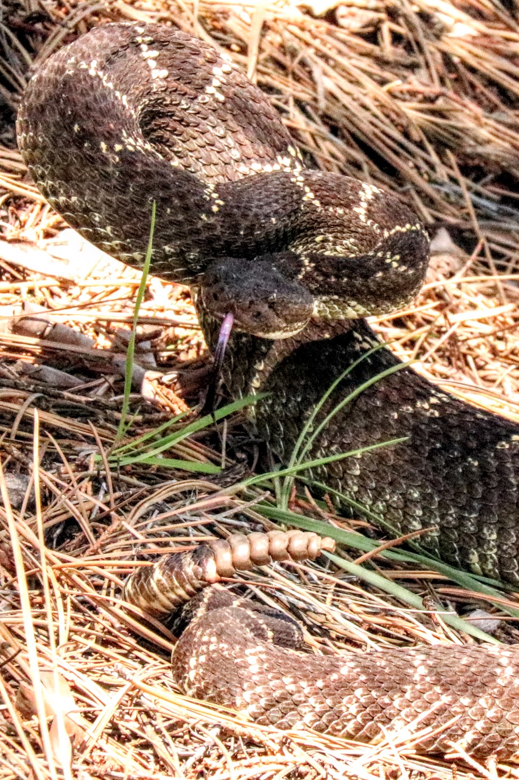 The Spooky Snakes of Arizona