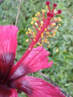 LoCal blooMs: Local Goan Flowers