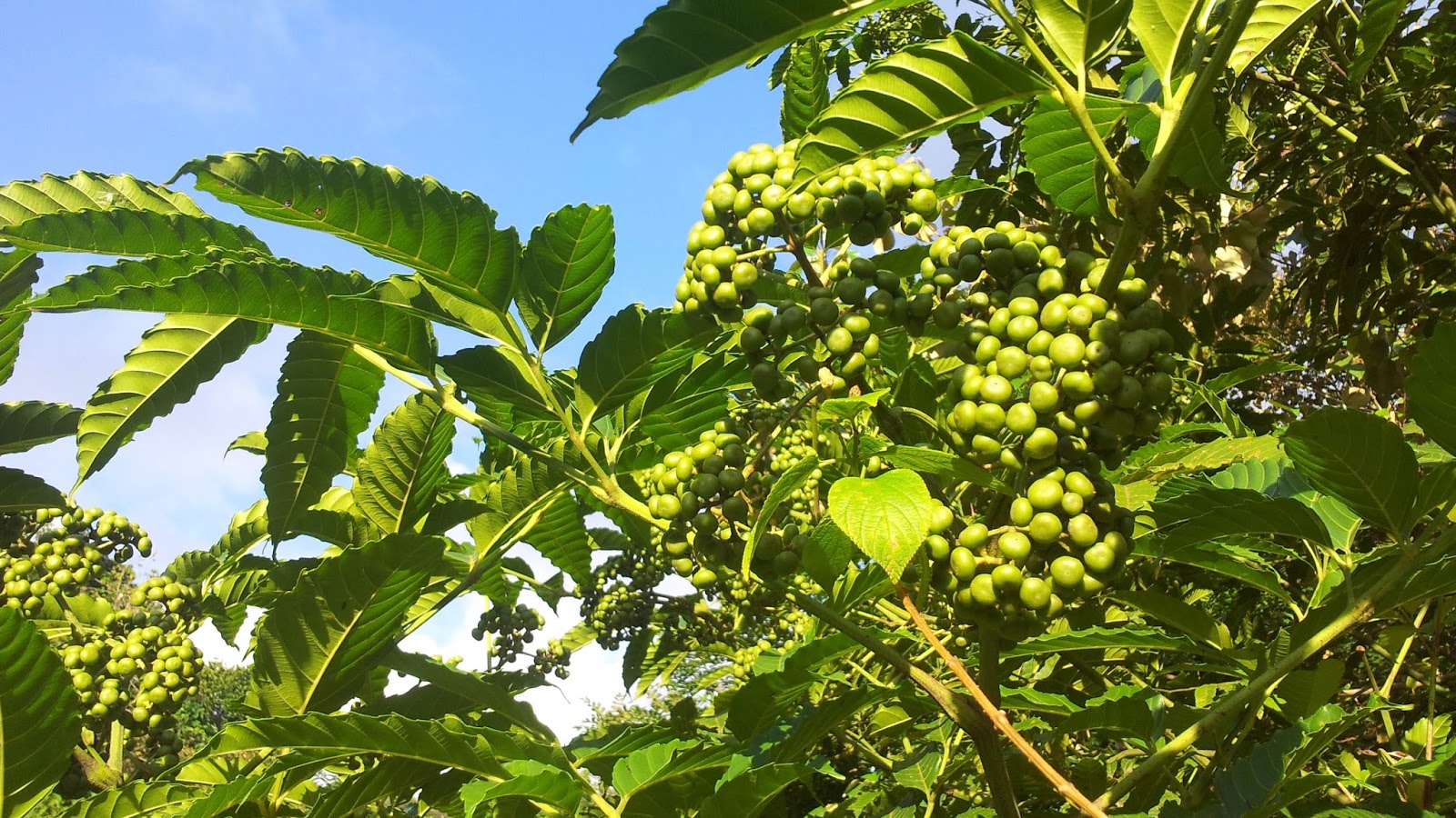 ගුරුල්ල / බුරුල්ල - Gurulla / Burulla - Bandicoot berry - Leea indica