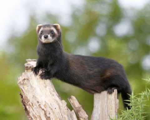 African Polecat Animals | Information Facts & Latest Pictures | The ...