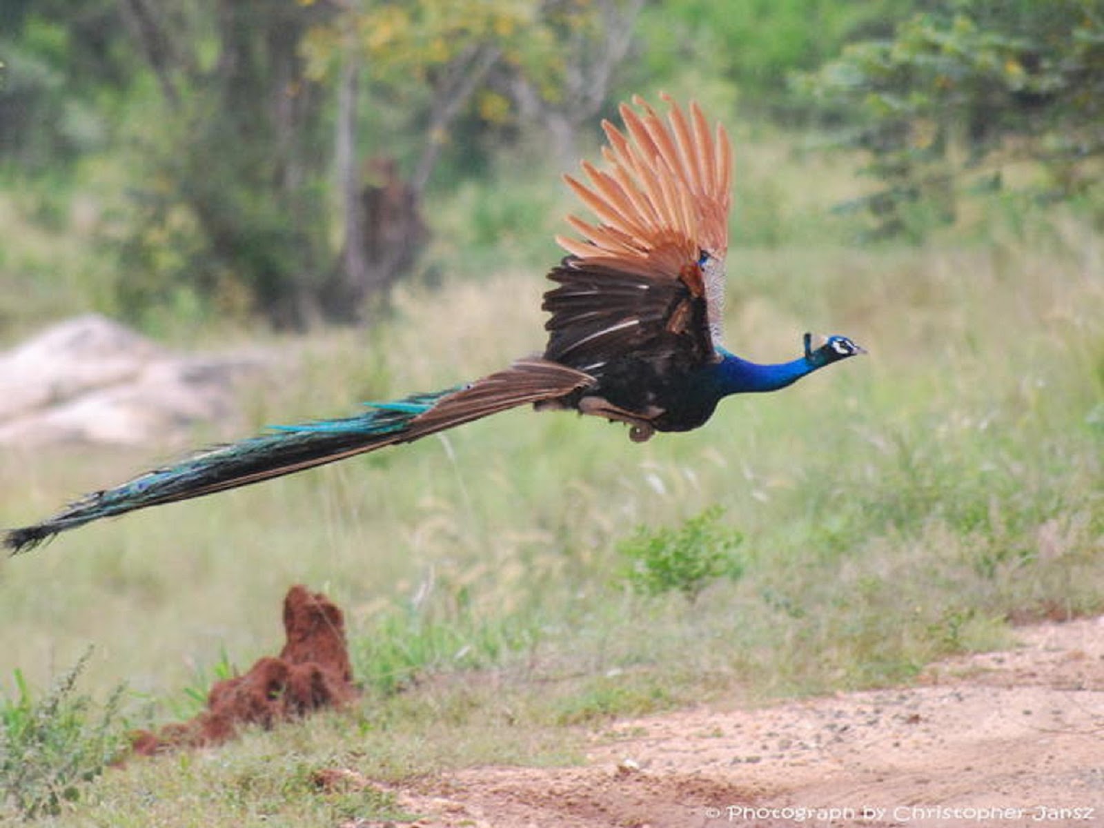 Wanderlust: Morachi Chincholi