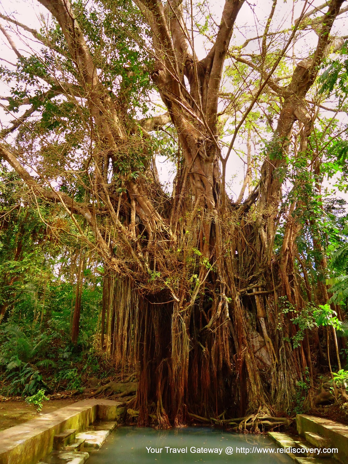 Balete+Tree | Tree, Landscape, Science nature