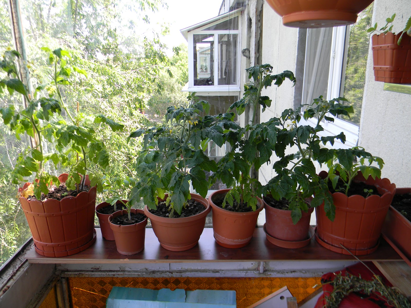 Gradina de pe balcon: Sedinta foto de Mai